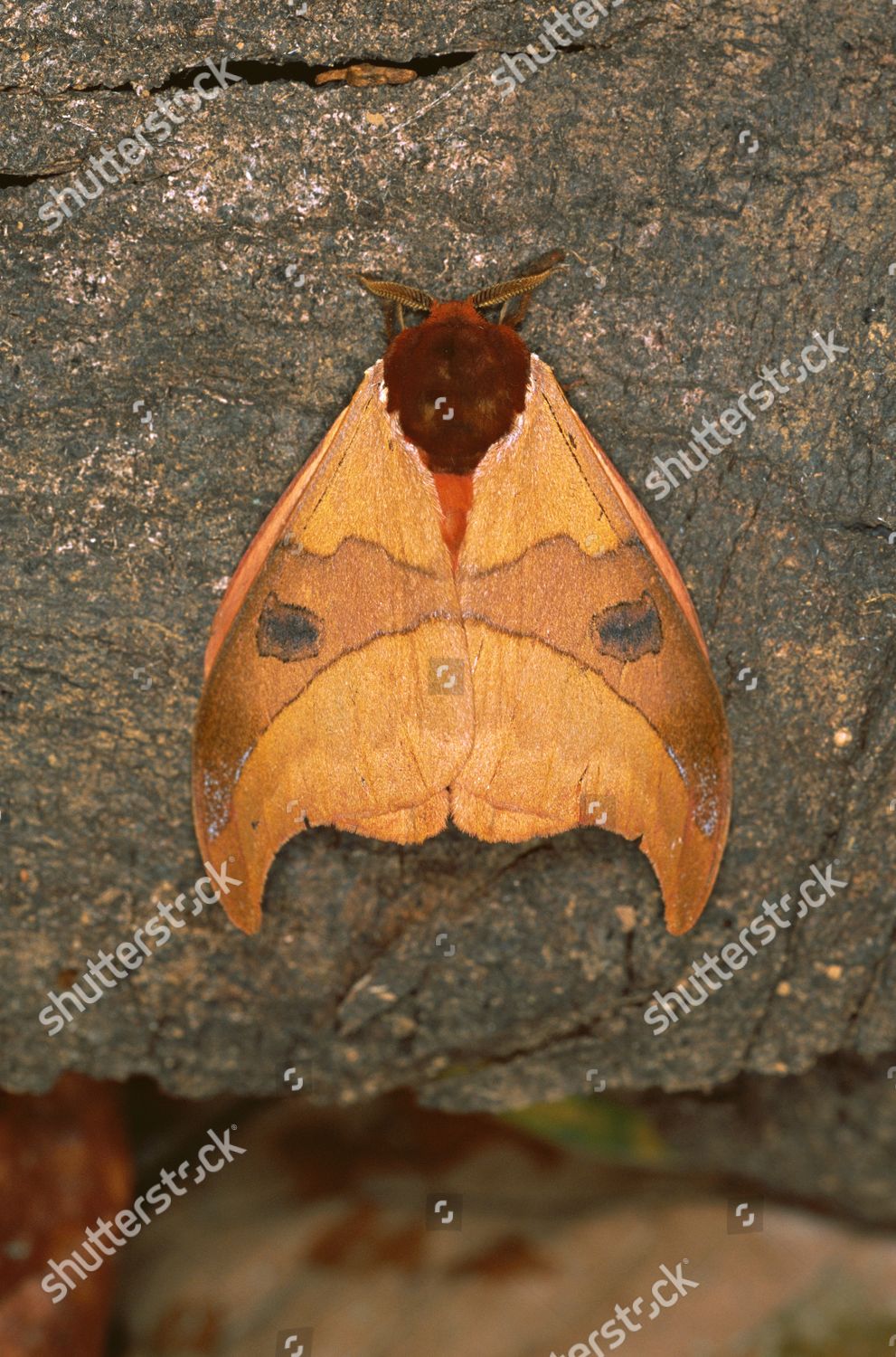 Automeris Hamata Moth Automeris Hamata Nicaragua Editorial Stock Photo ...