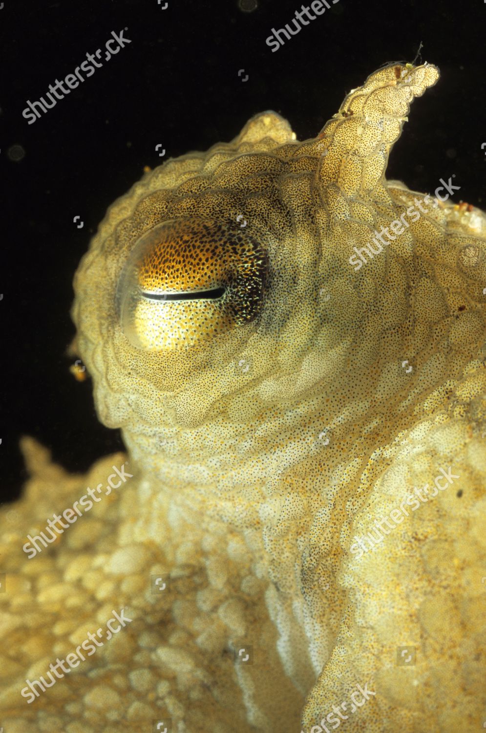 Common Octopus Octopus Vulgaris Morocco Editorial Stock Photo - Stock ...