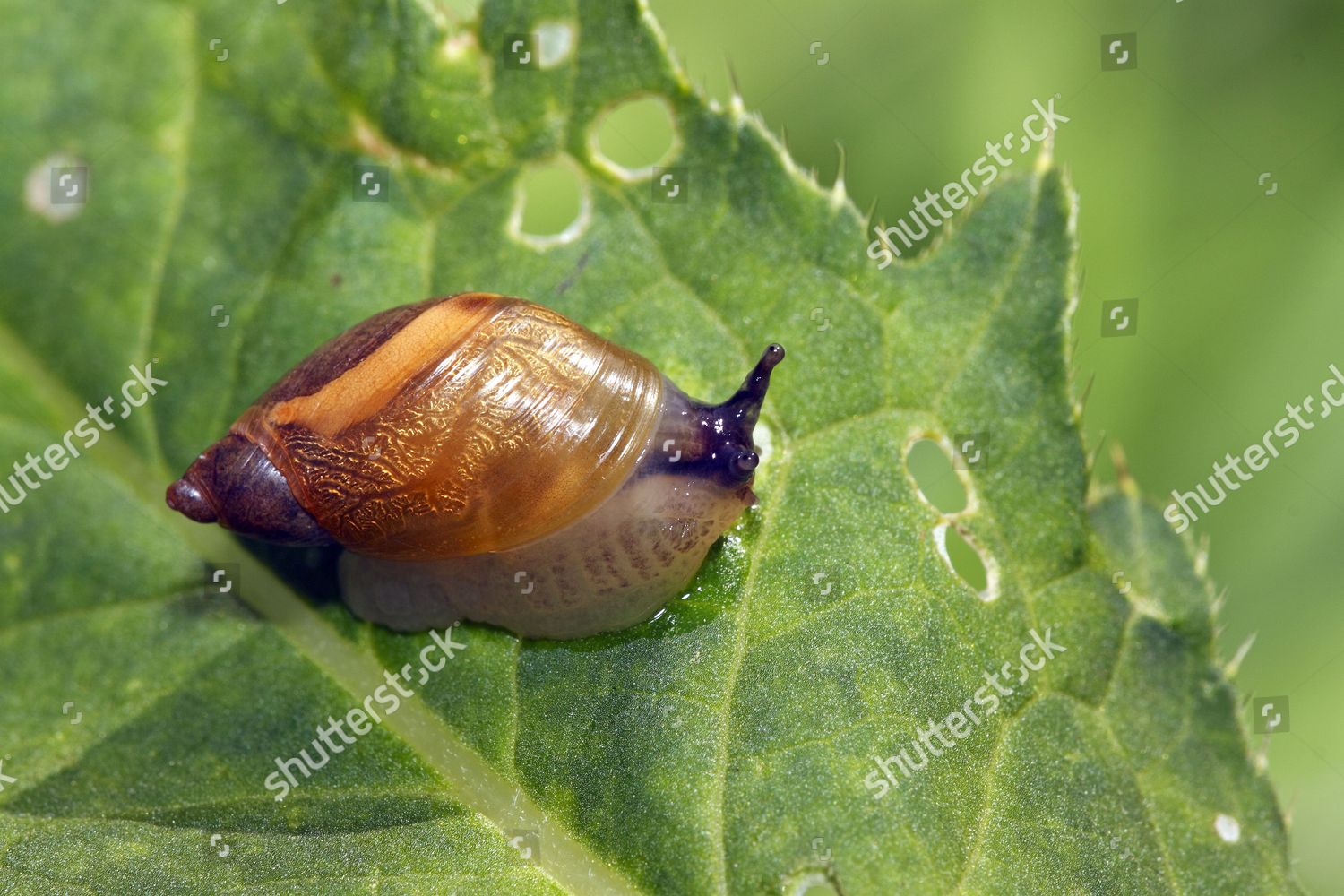 Large Amber Snail Rotten Amber Snail Editorial Stock Photo - Stock ...