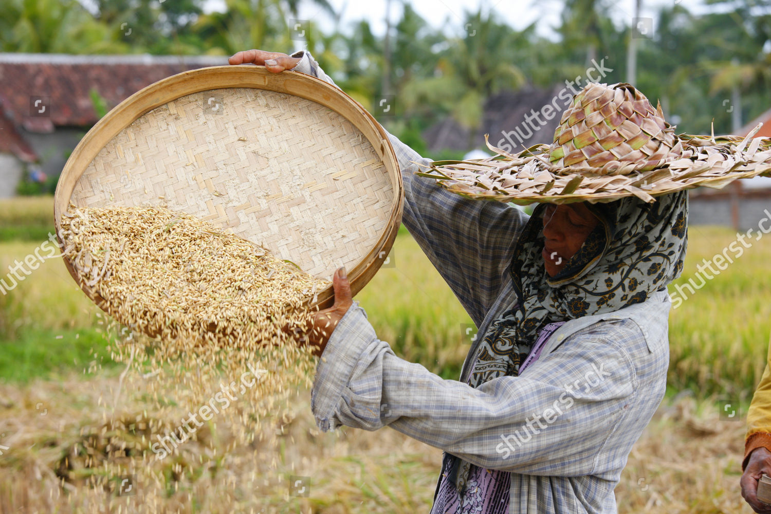 Woman Winnowing Rice Harvest Paddy Fields Editorial Stock Photo - Stock ...