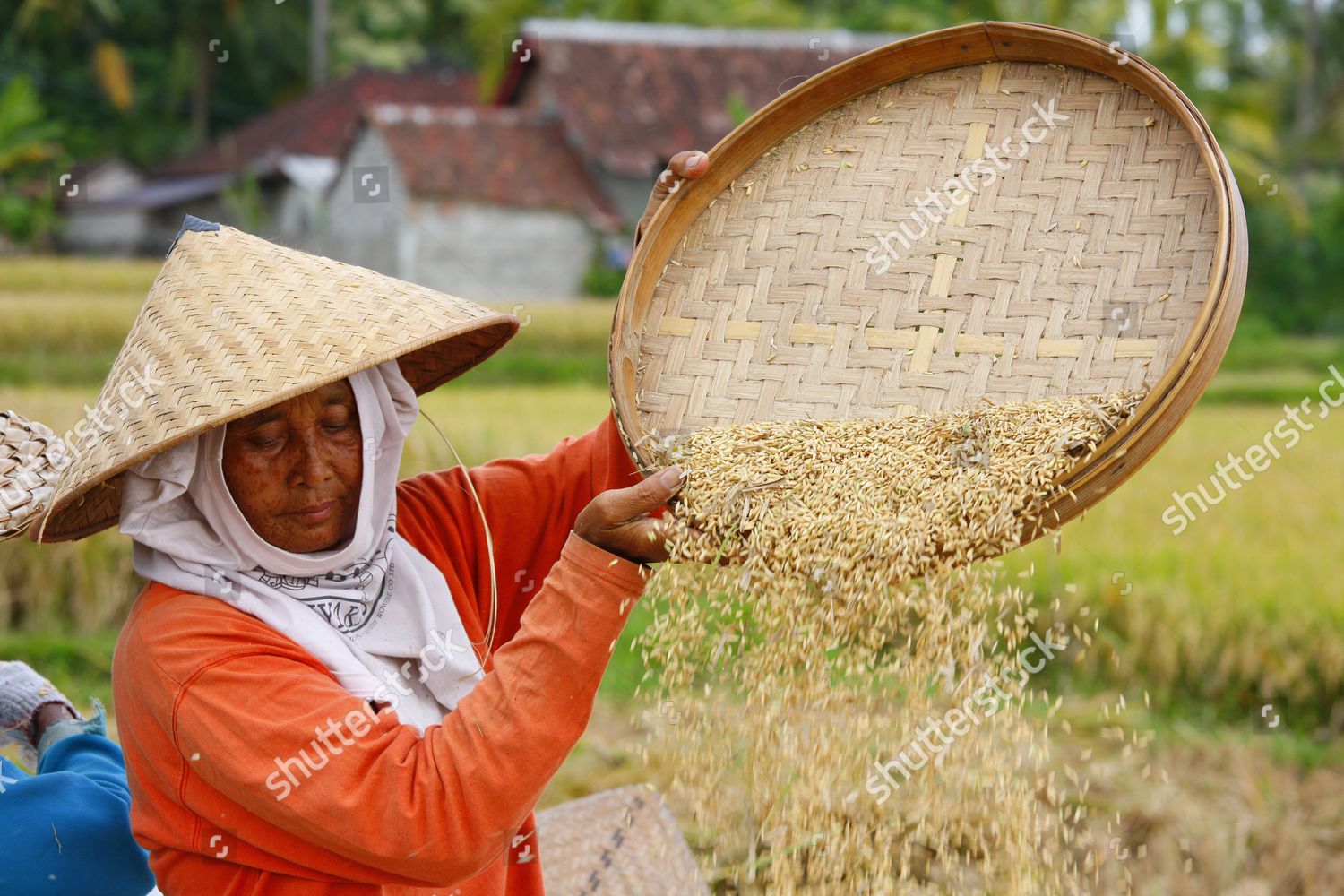 Woman Winnowing Rice Harvest Paddy Fields Editorial Stock Photo - Stock ...