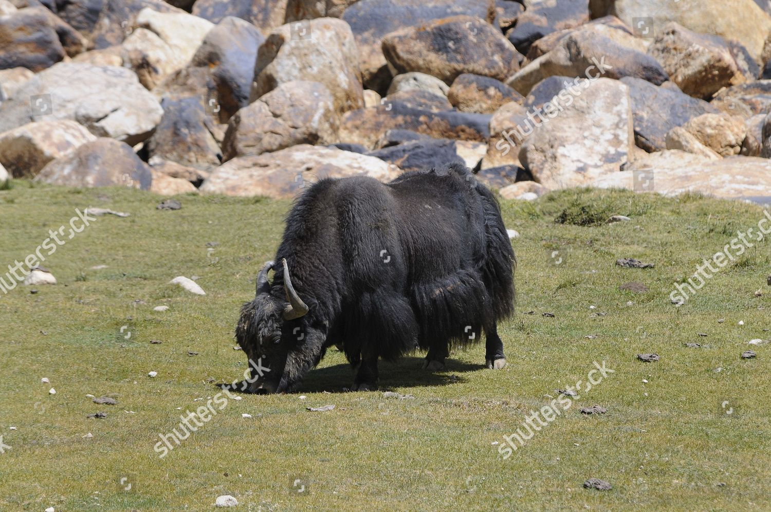 Yak Bos Mutus 4500 Amsl Khardongla Editorial Stock Photo - Stock Image ...