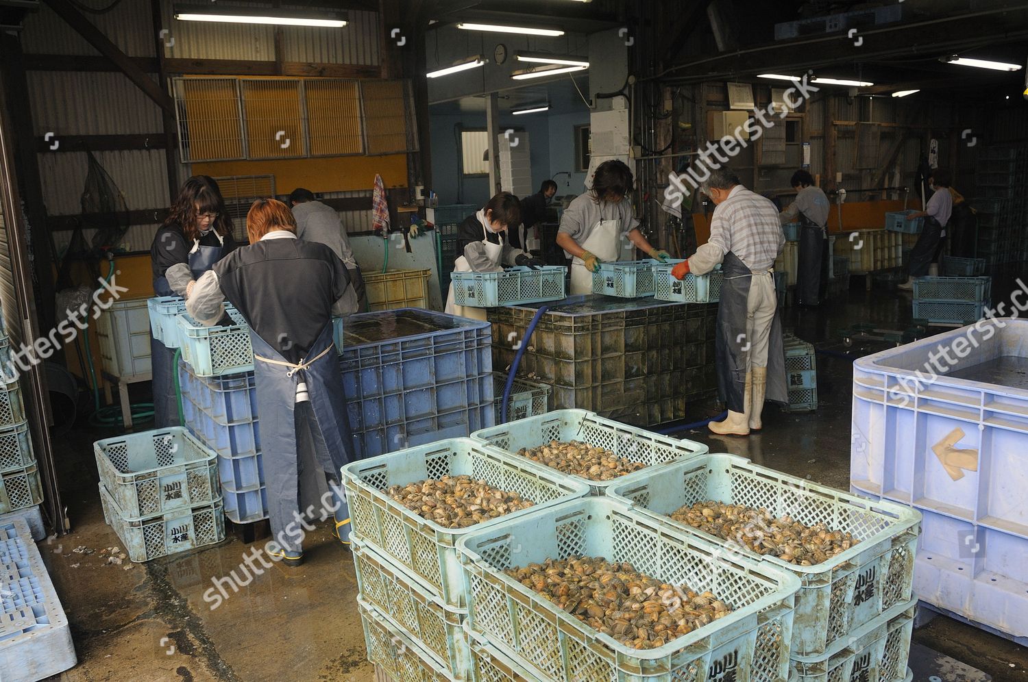 Factory Shells Being Washed Packaged Merchandising Editorial Stock ...