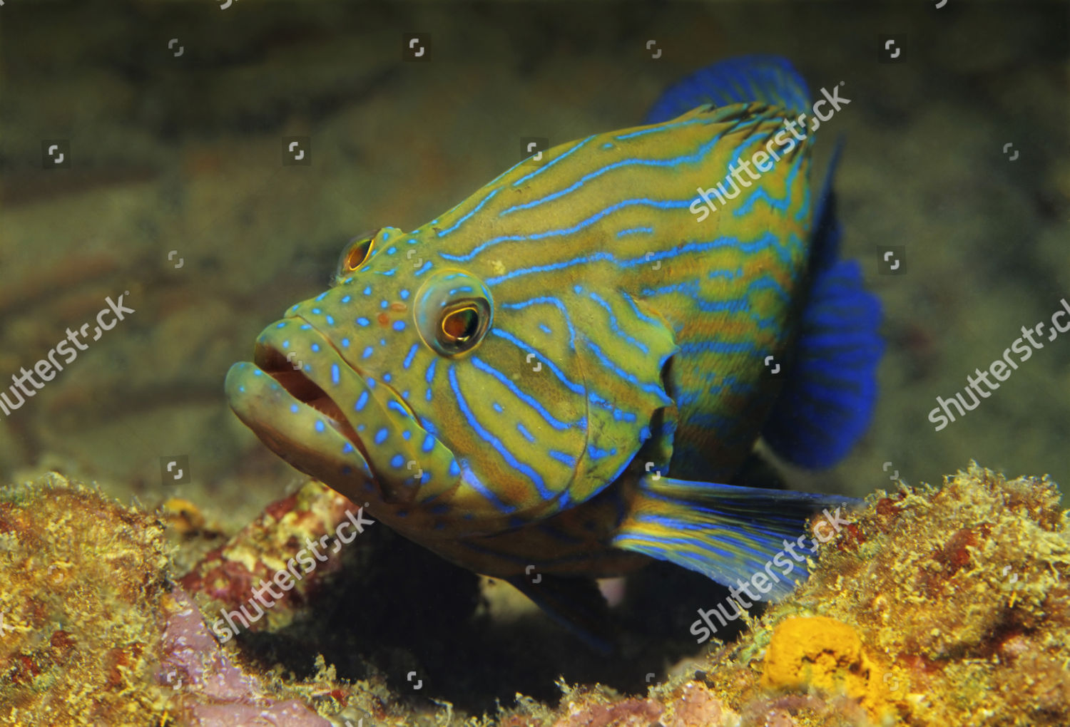 Blue Stripe Grouper Cephalopholis Formosa Coral Editorial Stock Photo ...