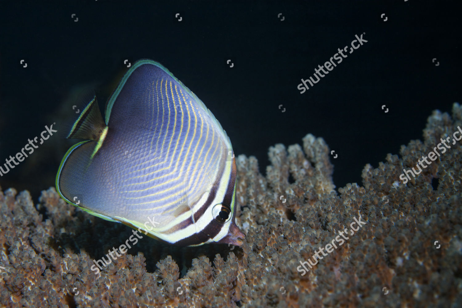 Eastern Triangle Butterflyfish Chaetodon Baronessa Fish Editorial Stock ...