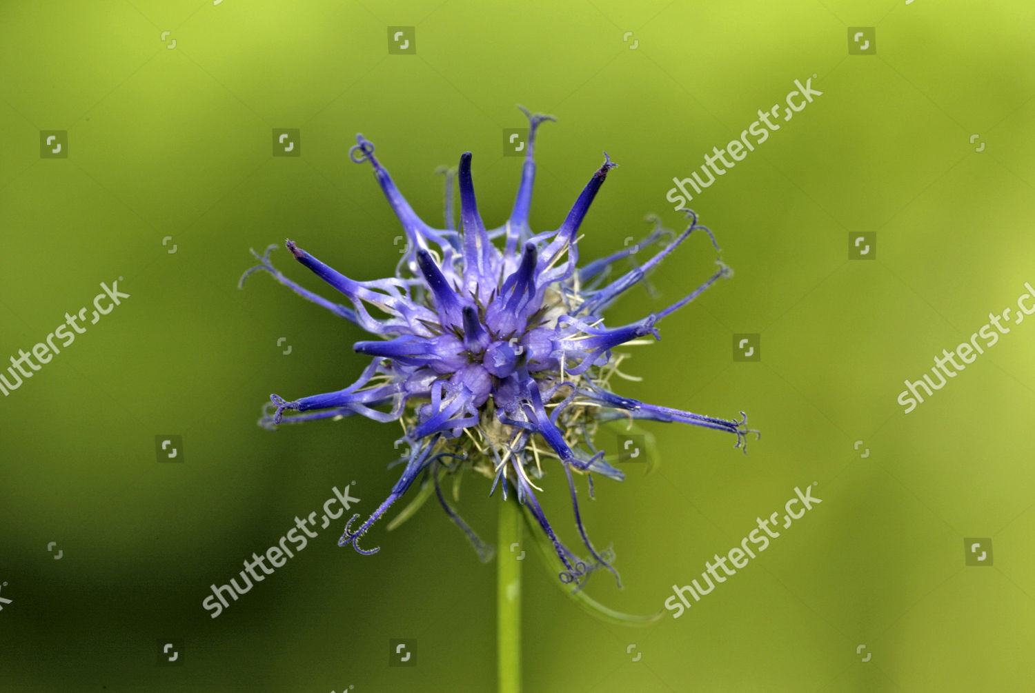 Horned Rampion Phyteuma Scheuchzeri Editorial Stock Photo - Stock Image ...