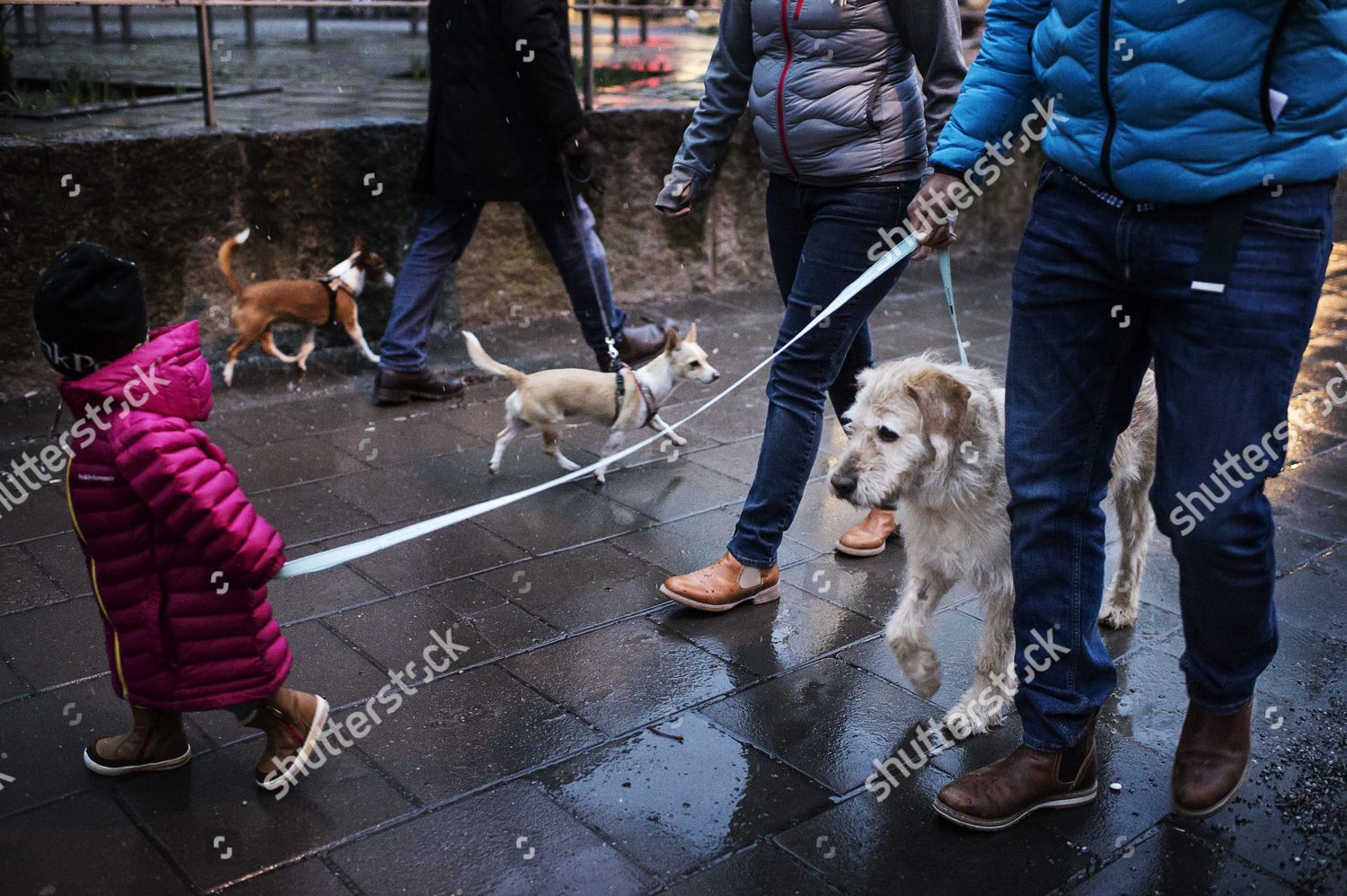 Arthur Stray Dog His Owner Mikael Editorial Stock Photo - Stock Image ... Arthur Stray Dog His Owner Mikael Editorial Stock Photo - Stock Image ...