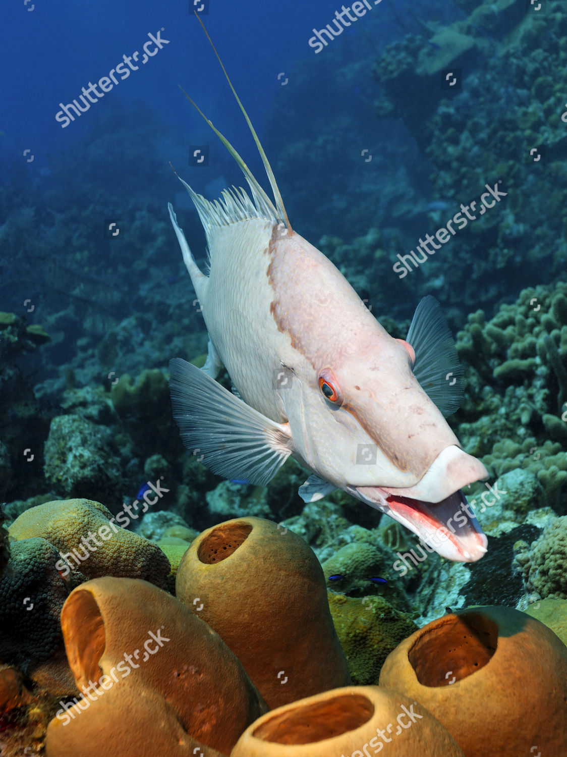 Hogfish Lachnolaimus Maximus Frontal View Above Editorial Stock Photo ...
