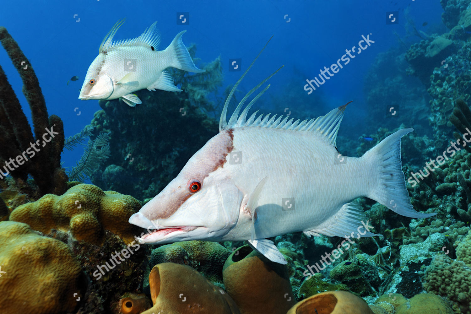 Two Hogfish Lachnolaimus Maximus Side Above Editorial Stock Photo ...