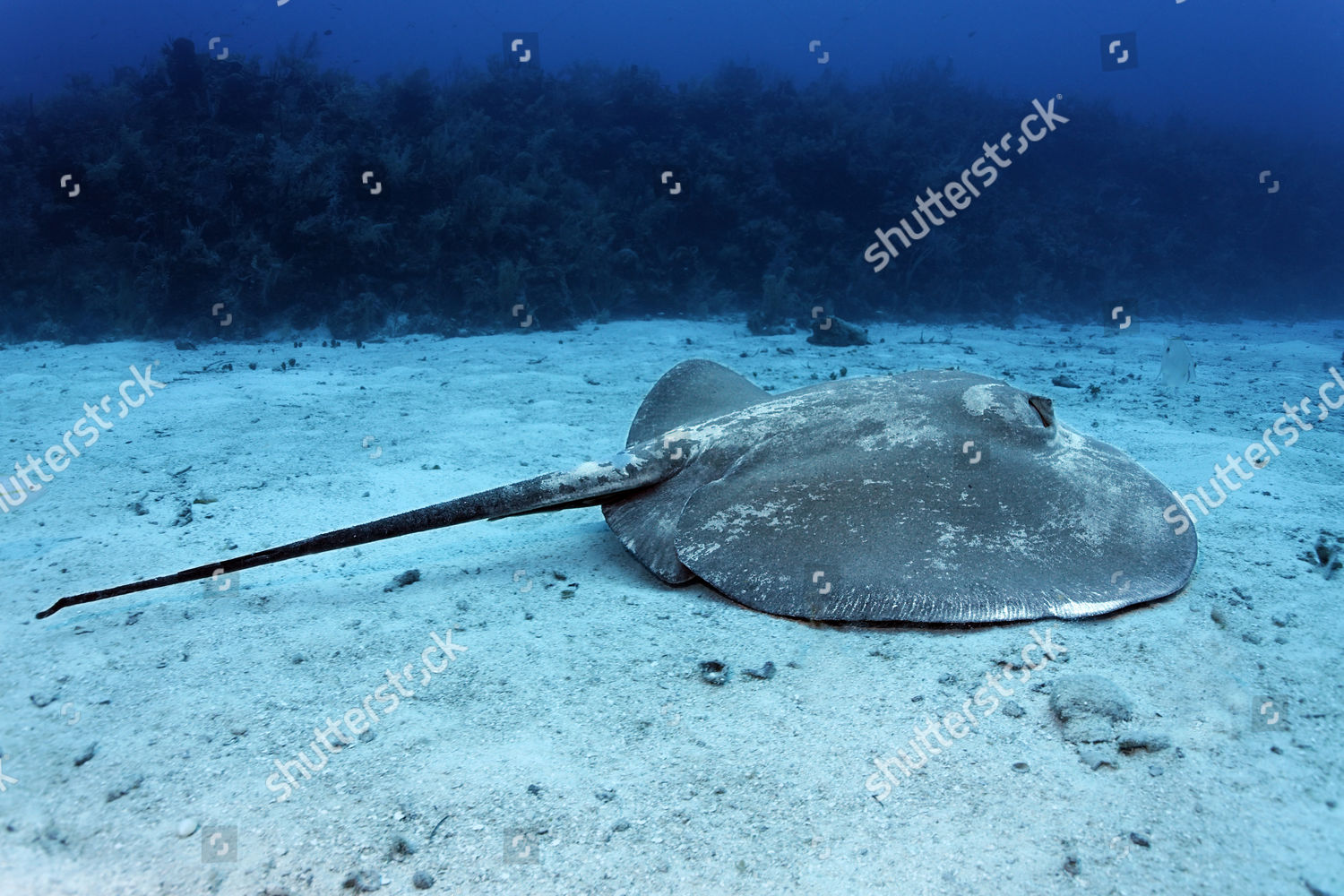 Roughtail Stingray Dasyatis Centroura Swimming Front Editorial Stock ...