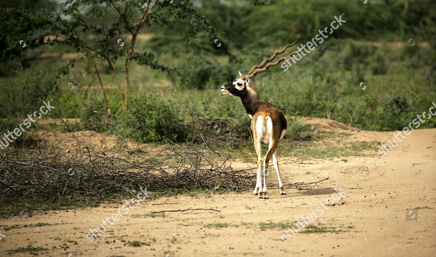 Blackbuck Antilope Cervicapra Rohet Village Bishnoi Editorial Stock ...