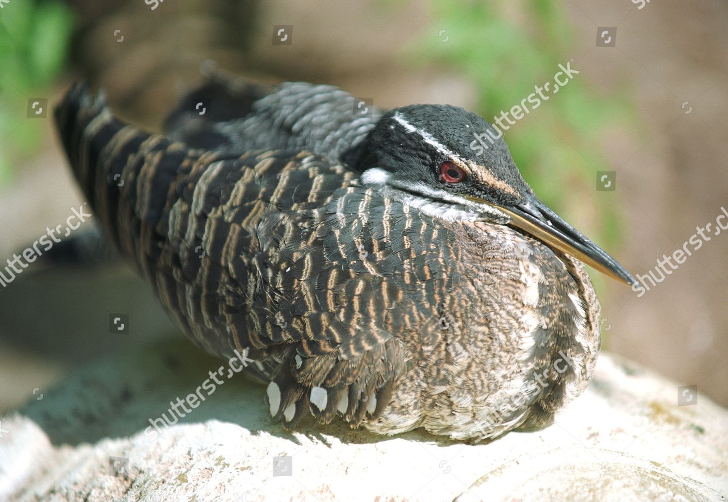 Sunbittern Bird Eurypyga Helias Editorial Stock Photo - Stock Image ...