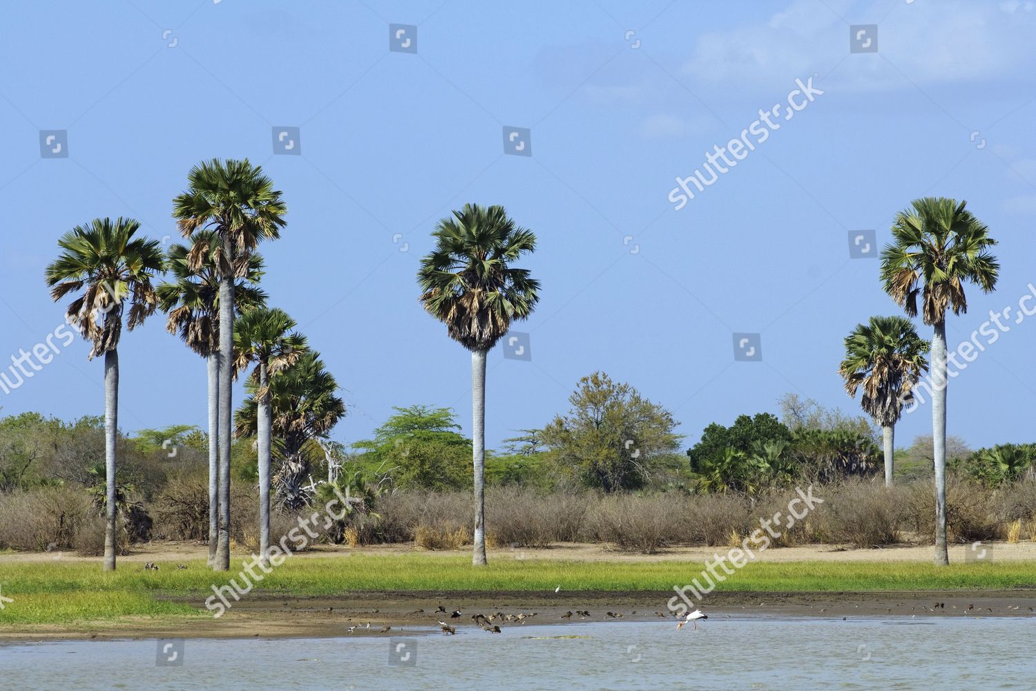 African Fan Palm Borassus Aethiopum Typical Editorial Stock Photo ...