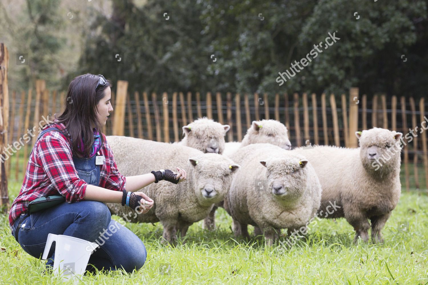 Shepherdess Ellie Burch 22 Flock Five Editorial Stock Photo - Stock ...