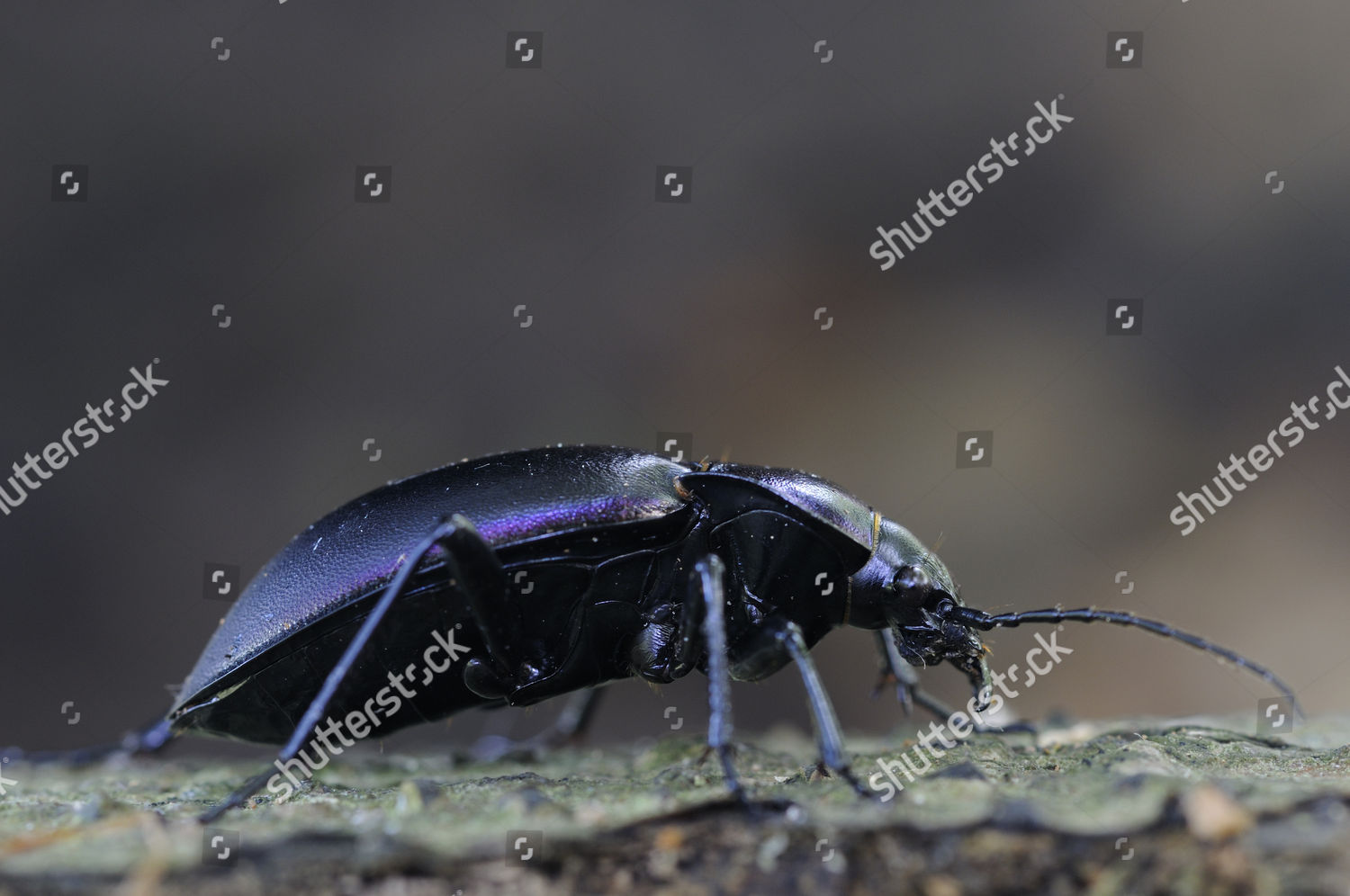 Violet Ground Beetle Carabus Violaceus On Editorial Stock Photo - Stock ...