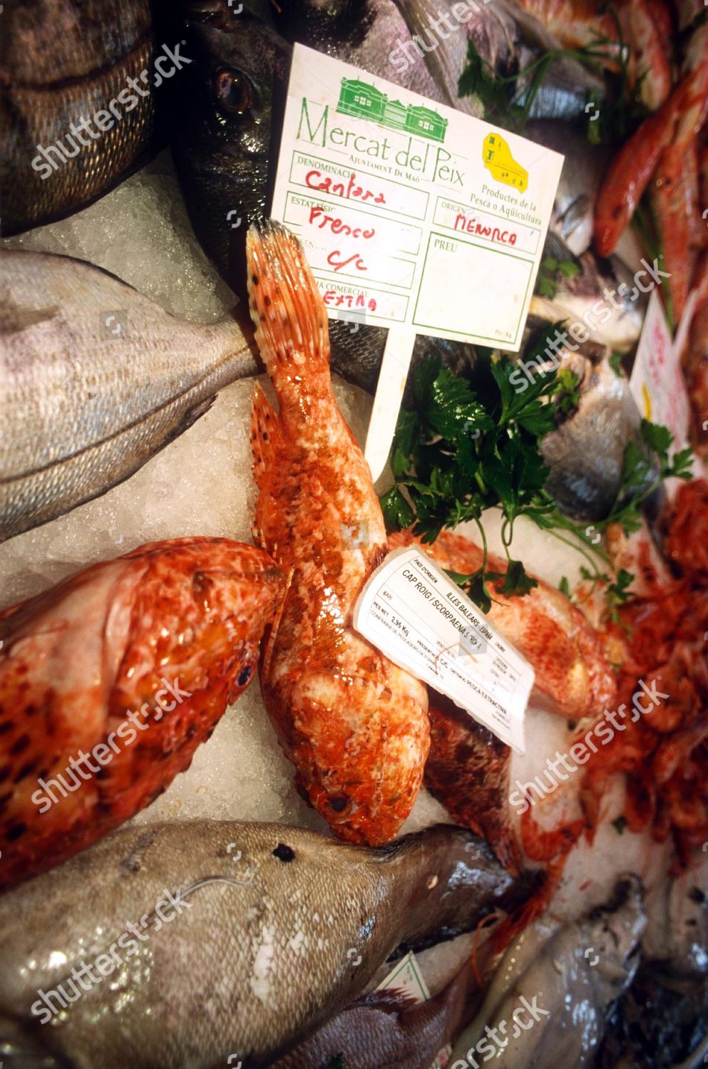 Local Fish Menorca Spain Editorial Stock Photo - Stock Image | Shutterstock