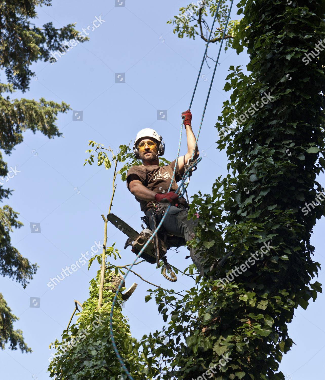 Lumberjack Secured By Rope Preparing Gradually Editorial Stock Photo ...