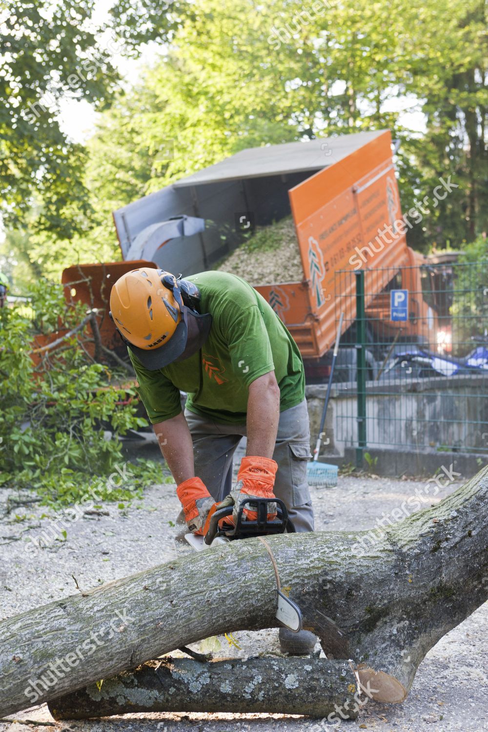 Lumberjack Chopping Tree Bit By Bit Editorial Stock Photo - Stock Image ...