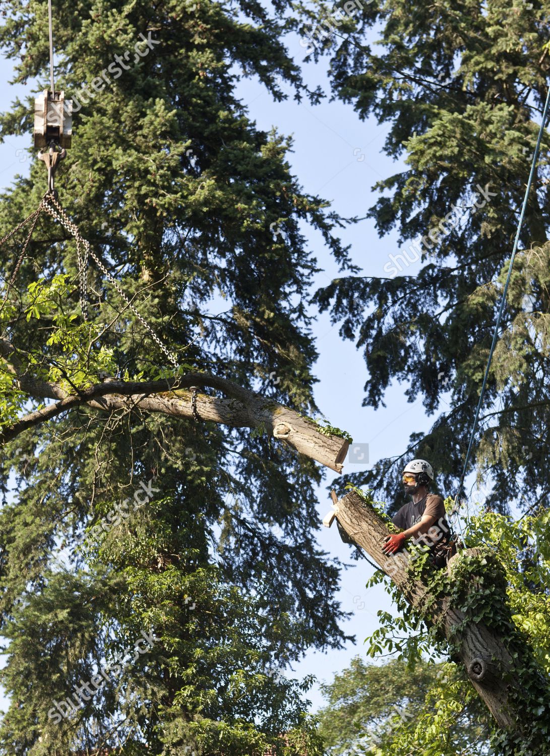 Lumberjack Secured By Rope Felling Tree Editorial Stock Photo - Stock ...