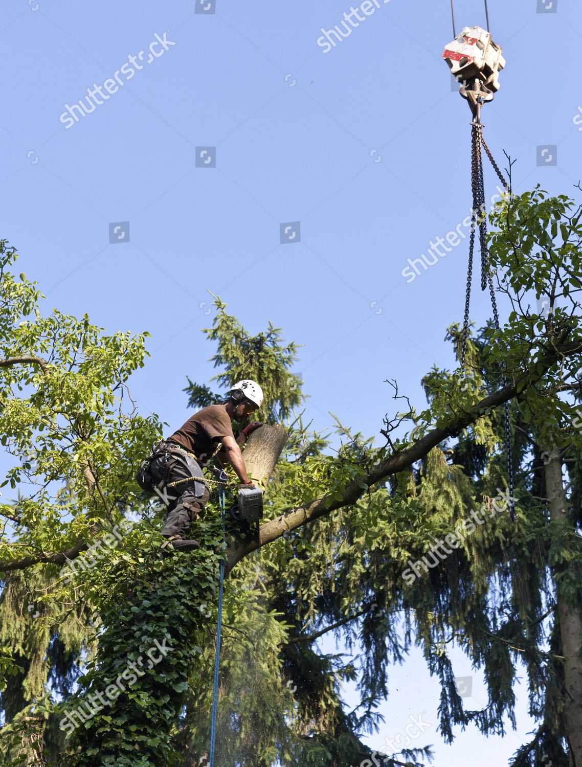 Lumberjack Secured By Rope Felling Tree Editorial Stock Photo - Stock ...