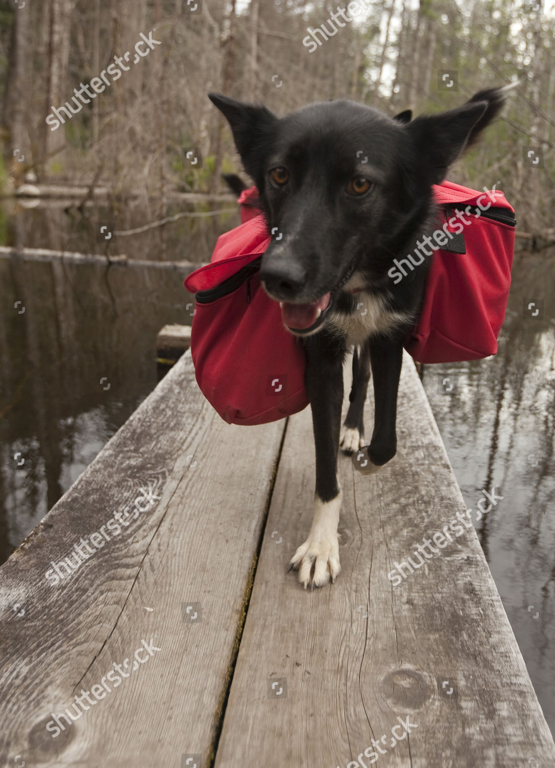 Pack Dog Sled Dog Alaskan Husky Editorial Stock Photo - Stock Image ...