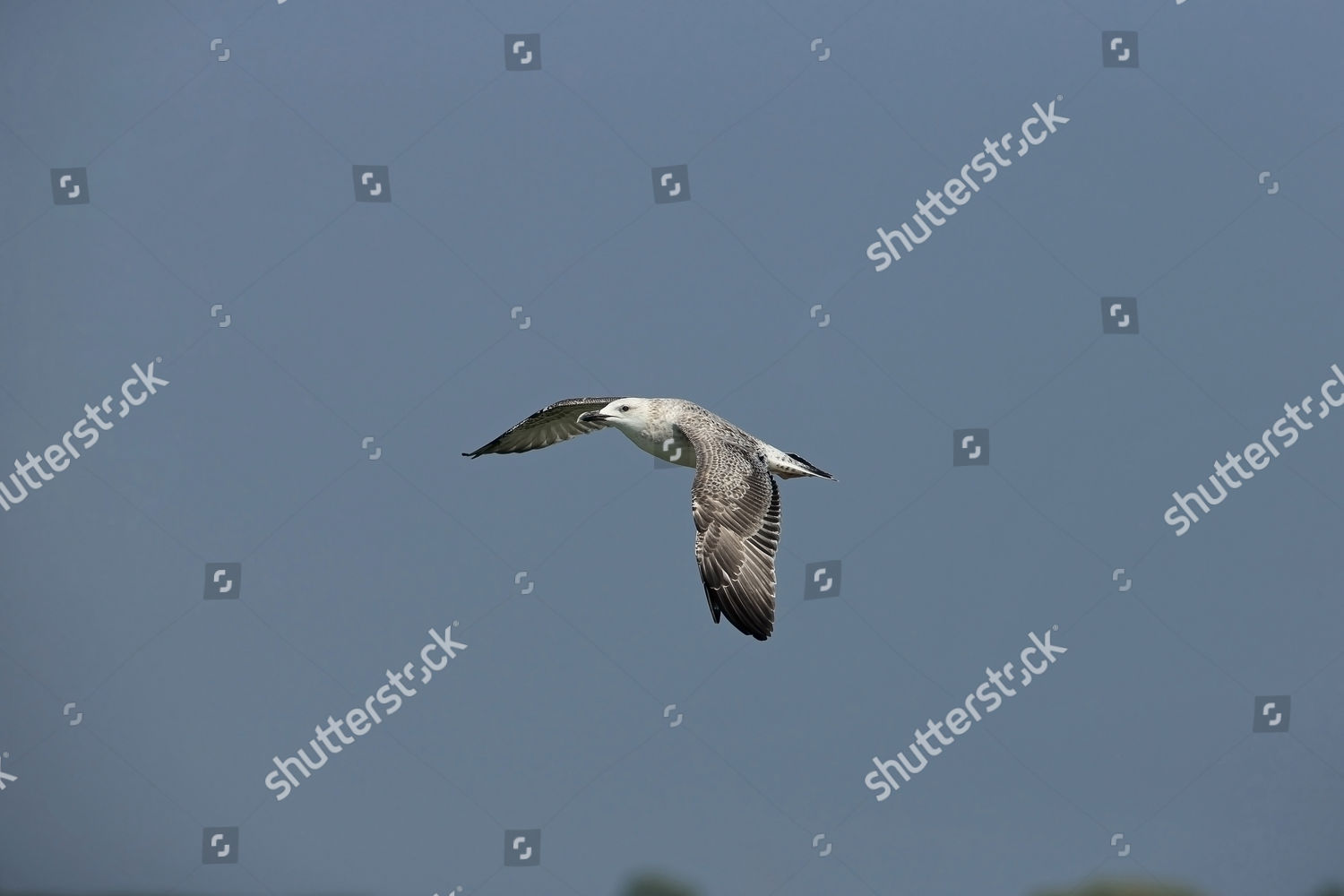 Caspian Gull Larus Cachinnans Juvenile Flight Editorial Stock Photo ...