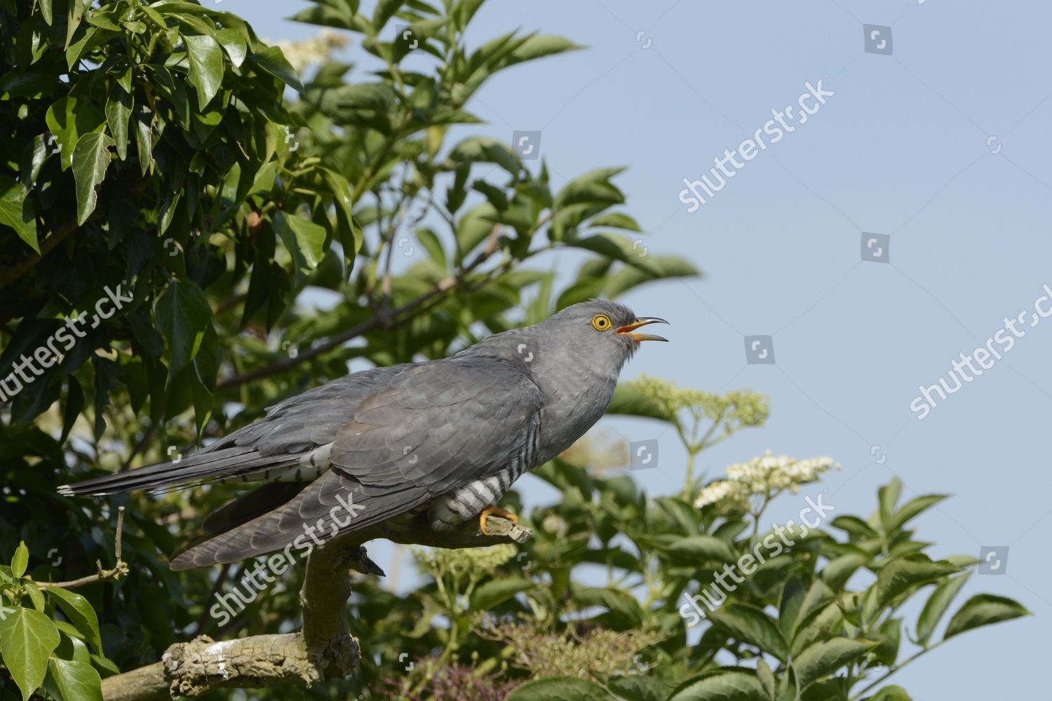 Common Cuckoo Cuculus Canorus Adult Male Editorial Stock Photo - Stock ...