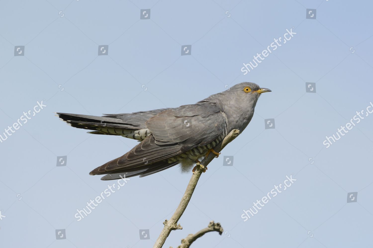 Common Cuckoo Cuculus Canorus Adult Male Editorial Stock Photo - Stock ...
