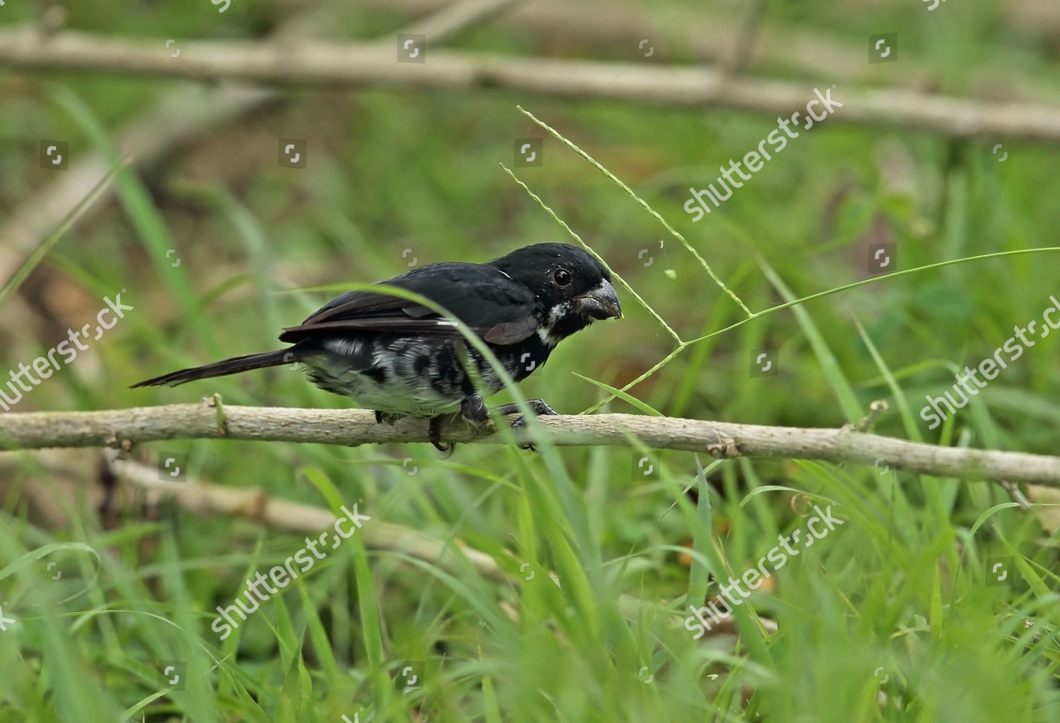 Variable Seedeater Sporophila Corvina Hicksii Adult Editorial Stock ...