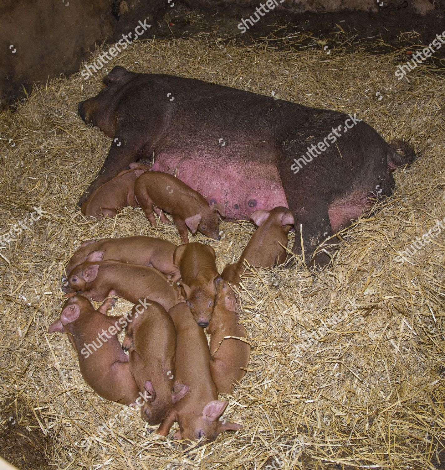 Domestic Pig Duroc Sow Piglets Laying Editorial Stock Photo - Stock ...