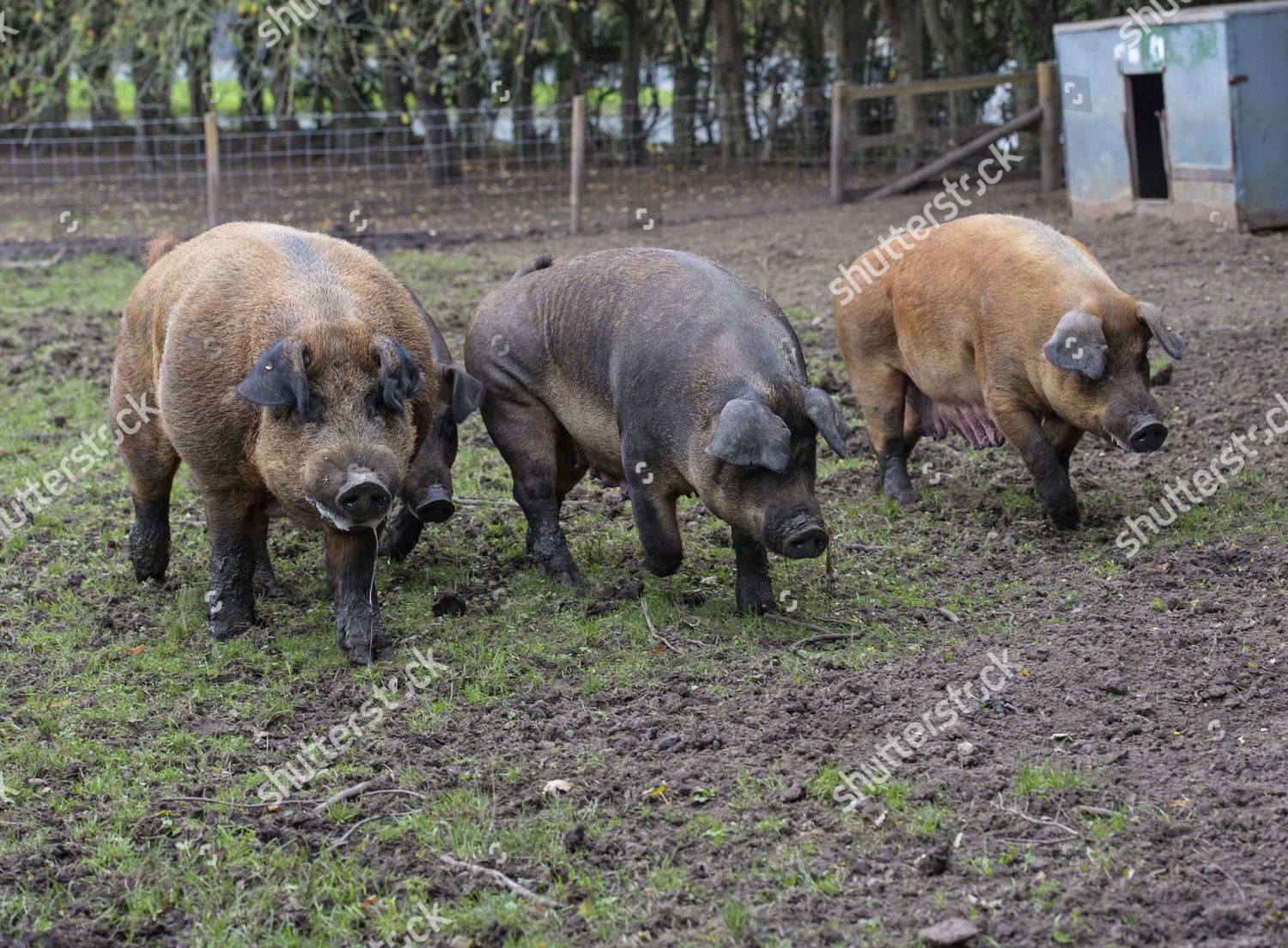 Domestic Pig Duroc Boar Sows Walking Editorial Stock Photo - Stock ...