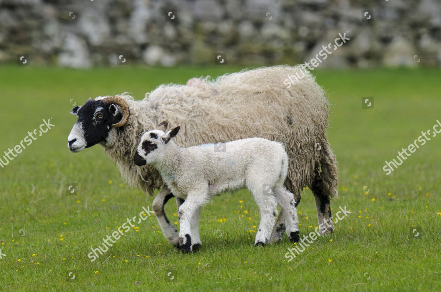 Domestic Sheep Swaledale Ewe Lamb Walking Editorial Stock Photo - Stock Image | Shutterstock