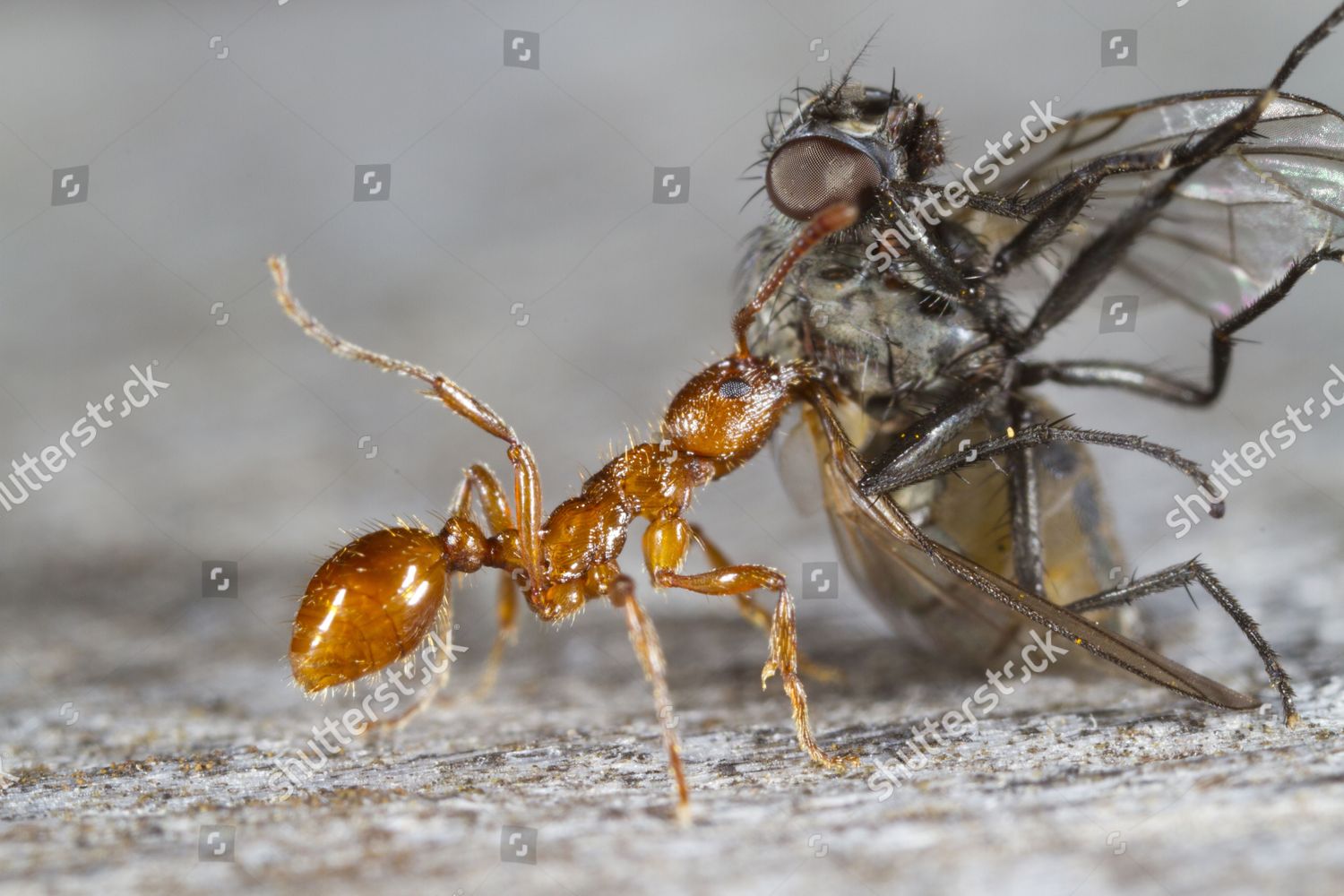 Red Ant Myrmica Rubra Adult Worker Editorial Stock Photo - Stock Image ...