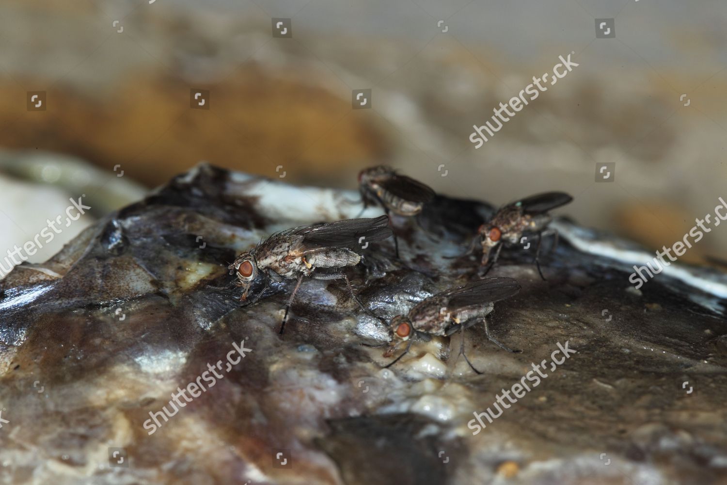 Seaweed Fly Fucellia Tergina Four Adults Editorial Stock Photo - Stock ...