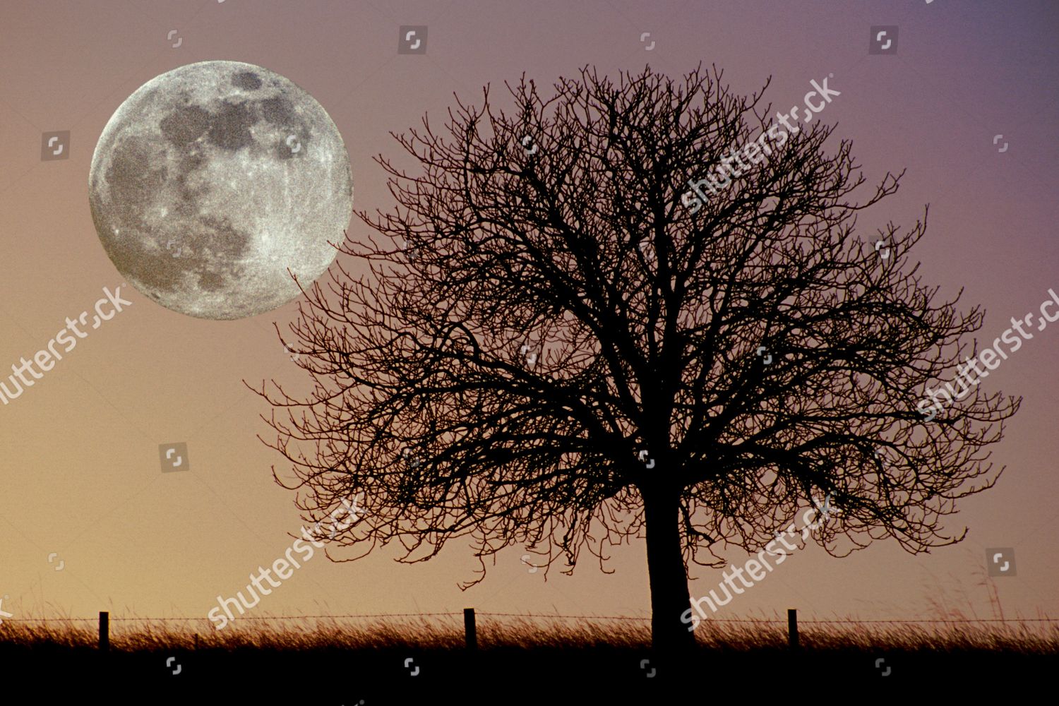 Full Moon Rising Behind Tree Editorial Stock Photo - Stock Image ...