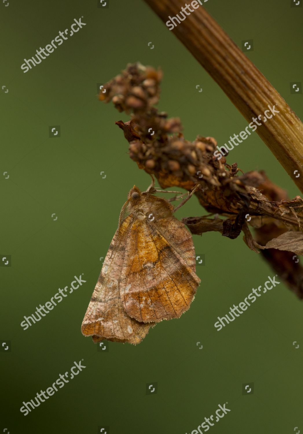 Early Thorn Moth Selenia Dentaria Adult Editorial Stock Photo - Stock ...