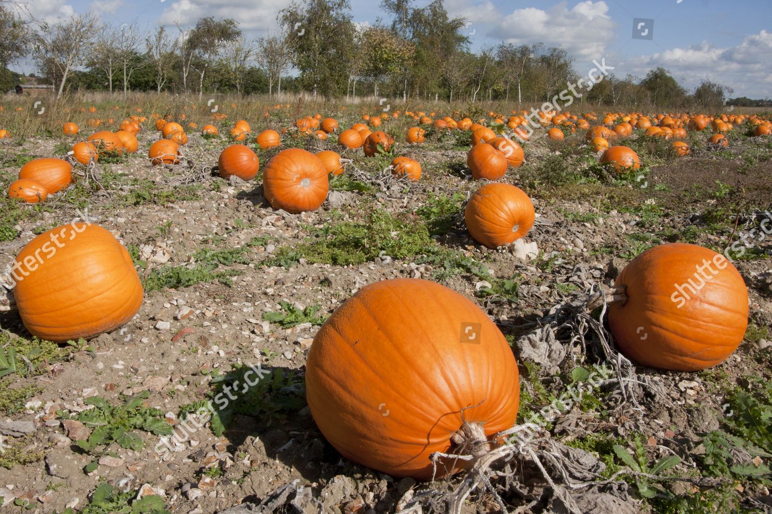 Pumpkin Cucurbita Pepo Crop Ripe Fruit Editorial Stock Photo - Stock ...