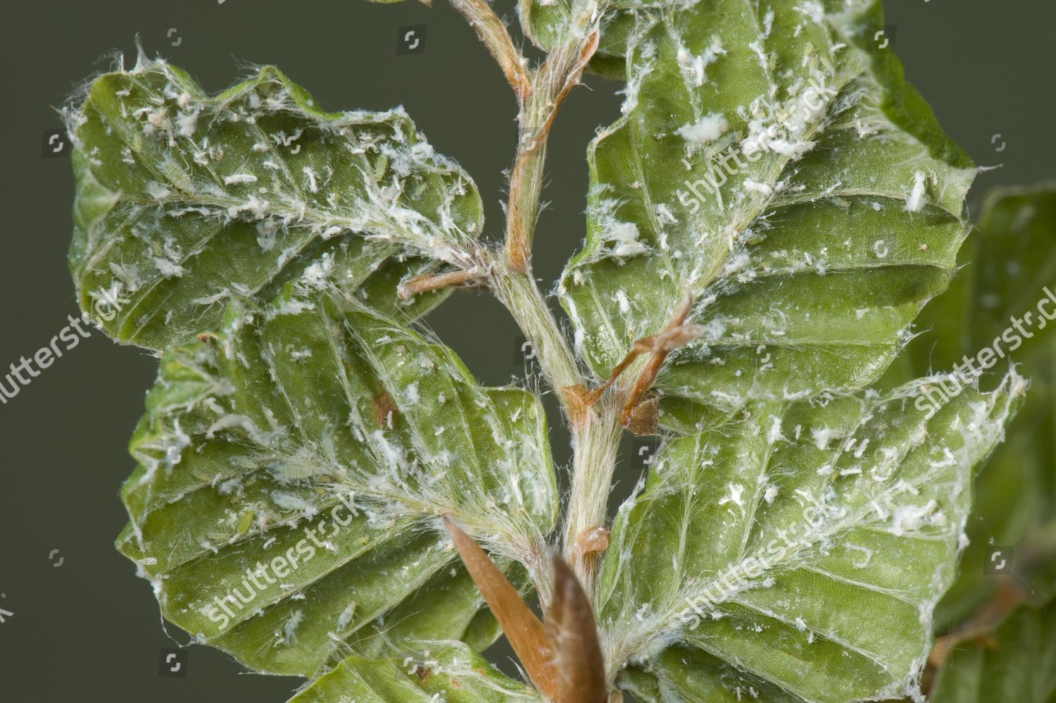 Woolly Beech Aphid Phyllaphis Fagi On Editorial Stock Photo - Stock ...
