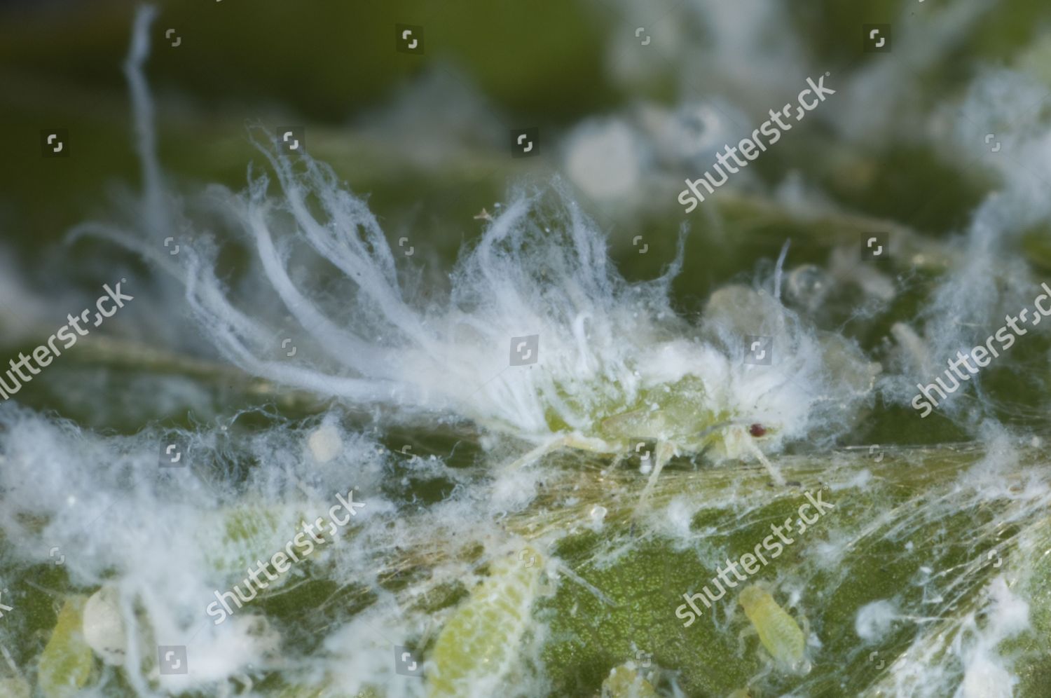Woolly Beech Aphid Phyllaphis Fagi Colony Editorial Stock Photo - Stock ...
