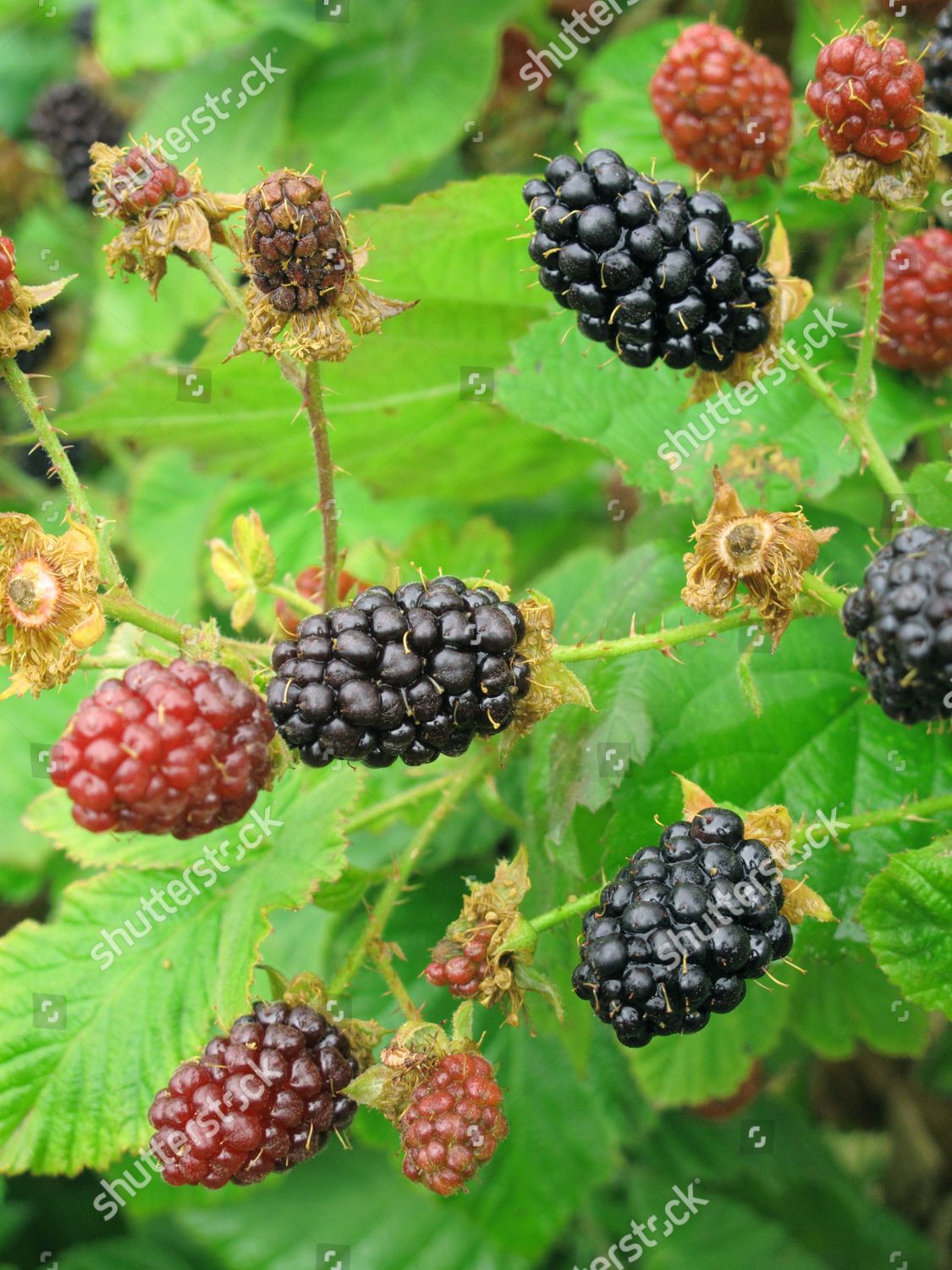 BRAMBLE RUBUS FRUTICOSUS CULTIVAR RIPENING BERRIES Editorial Stock ...