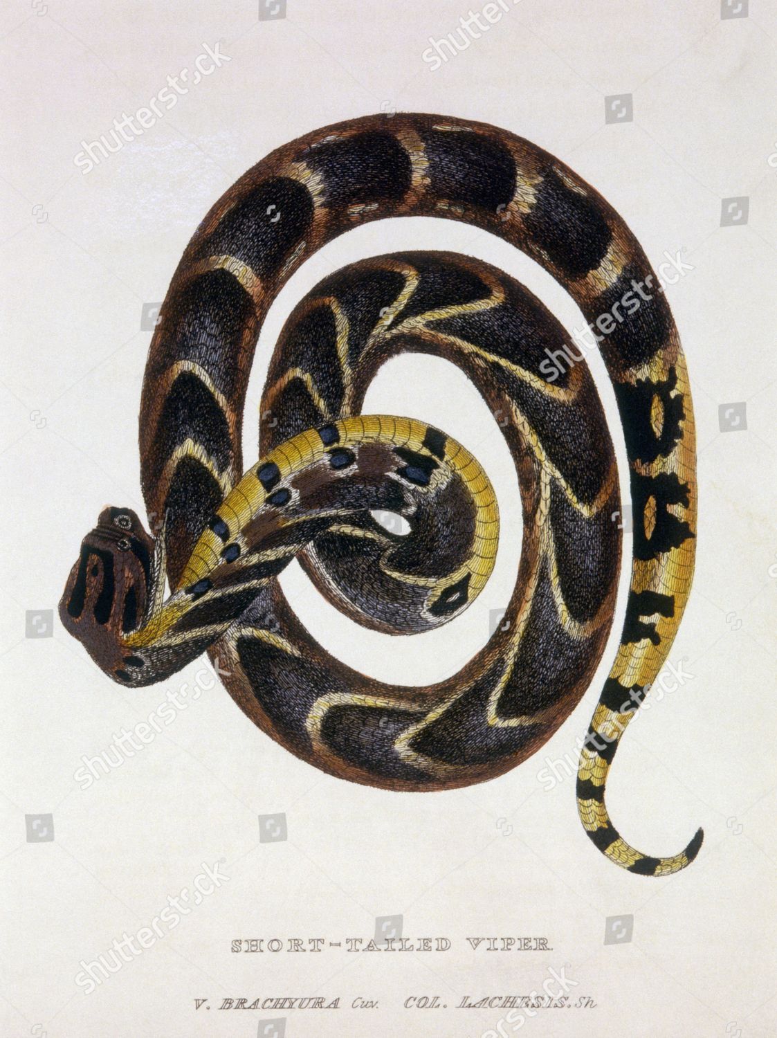 Short Tailed Viper V Brachyura Handcolored Editorial Stock Photo ...