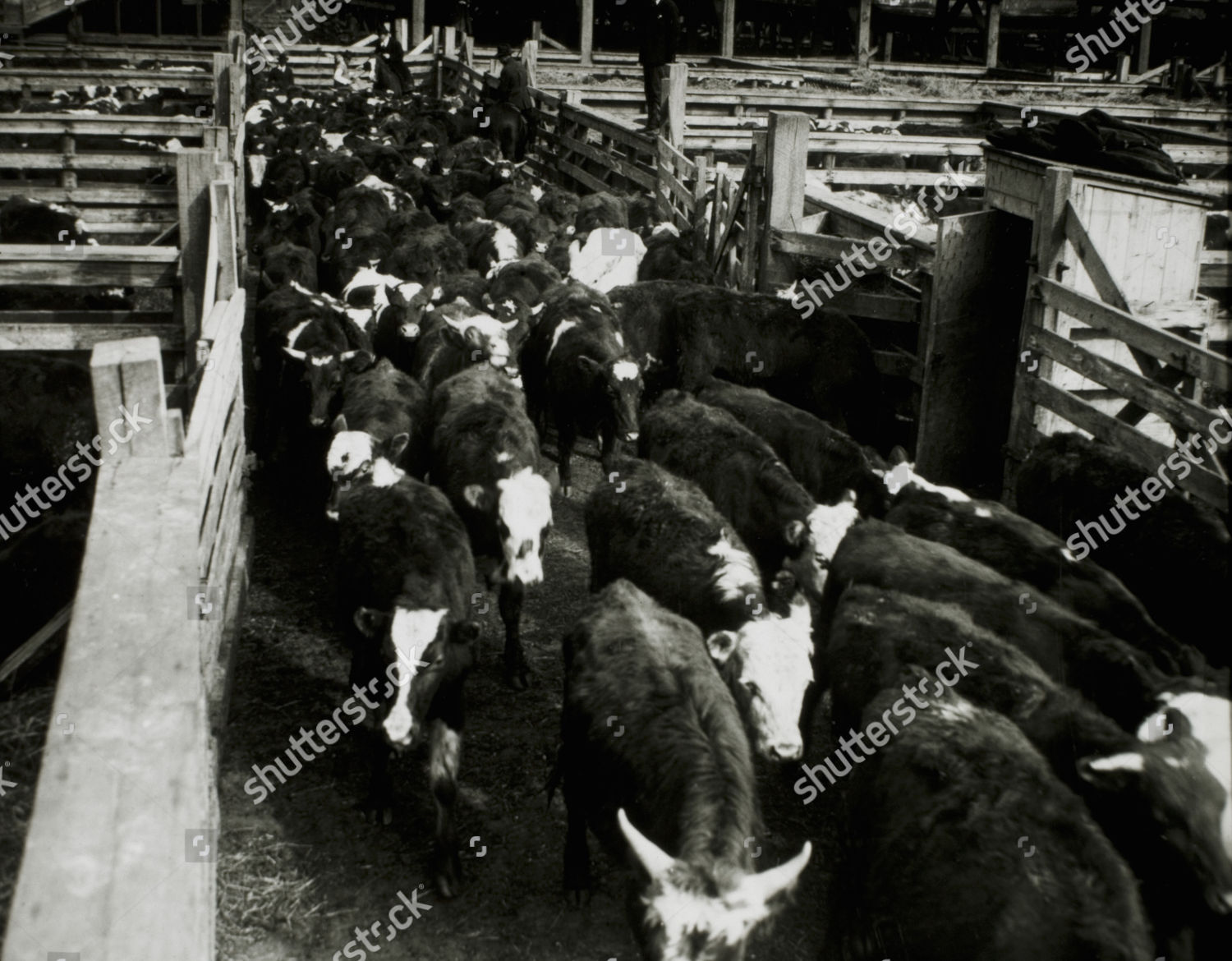 Cattle Stockyards Chicago Illinois Usa 1944 Editorial Stock Photo ...