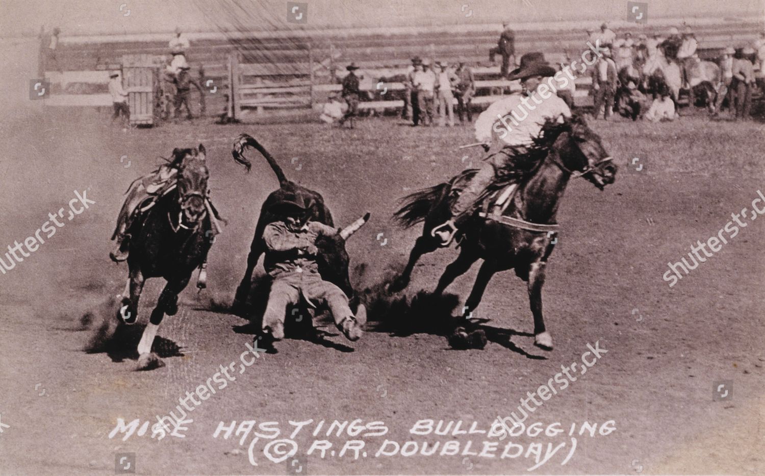 Rodeo Rider Mike Hastings Bulldogging Steer Editorial Stock Photo ...