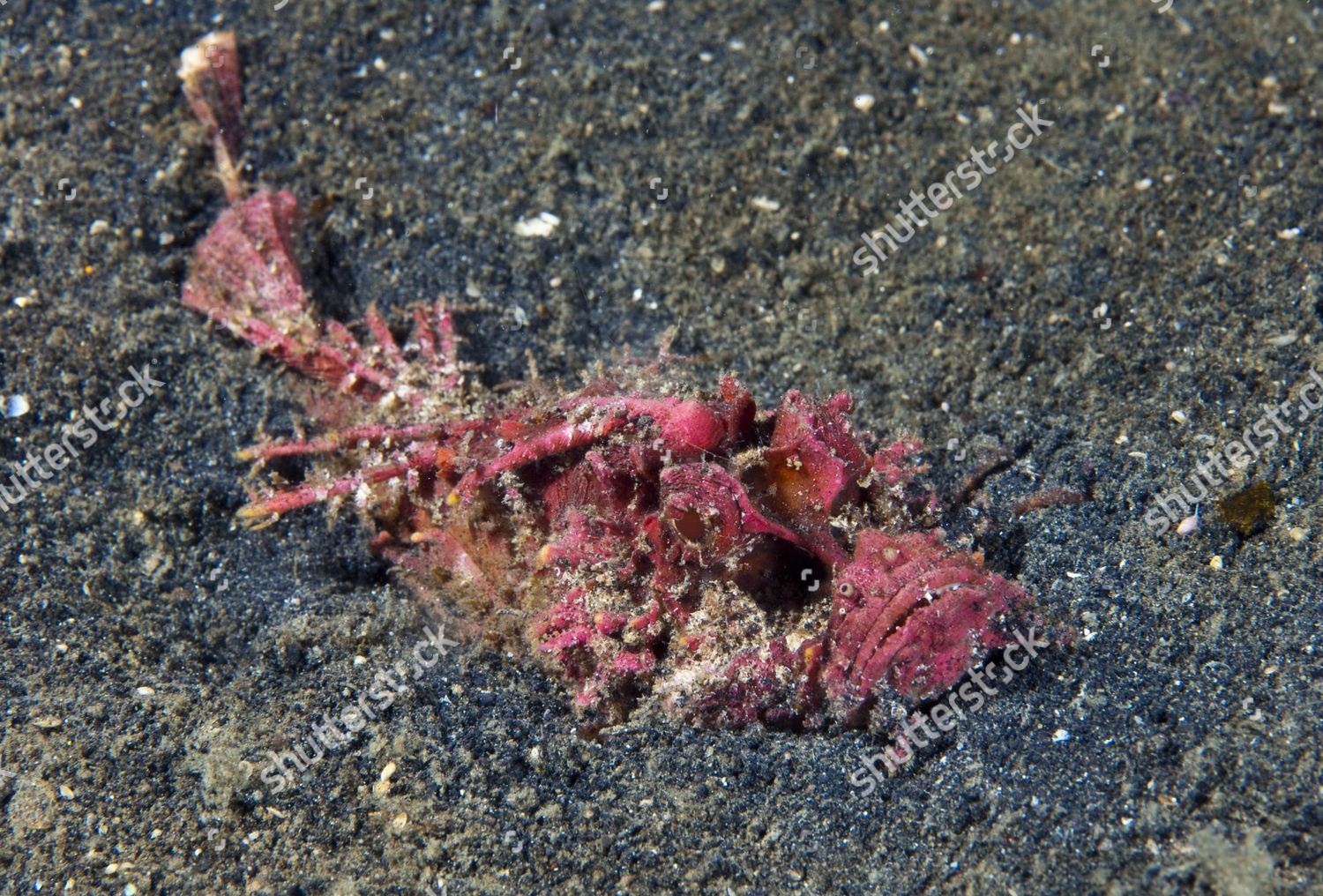 Bearded Ghoul Fish Spiny Devilfish Inimicus Editorial Stock Photo ...
