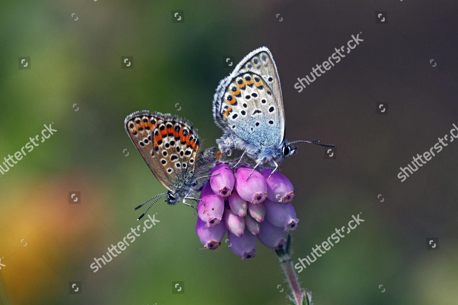 Silverstudded Blue Plebejus Argus Plebeius Argus Editorial Stock Photo ...