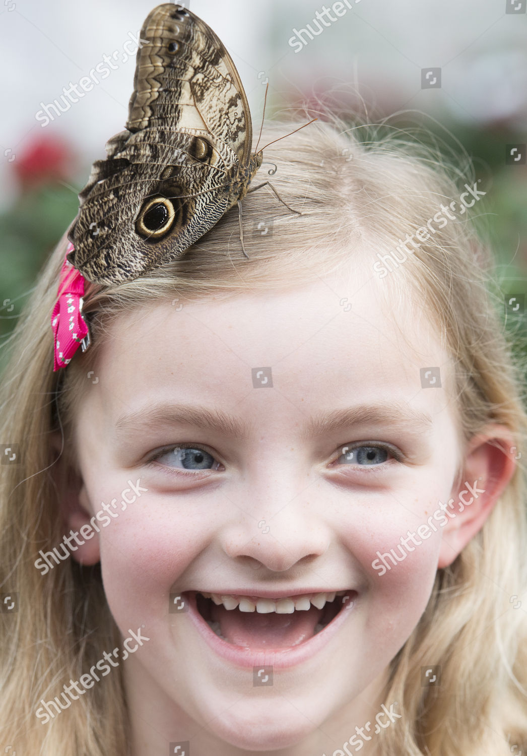 Ava Kennedy 6 Owl Butterfly Editorial Stock Photo - Stock Image ...