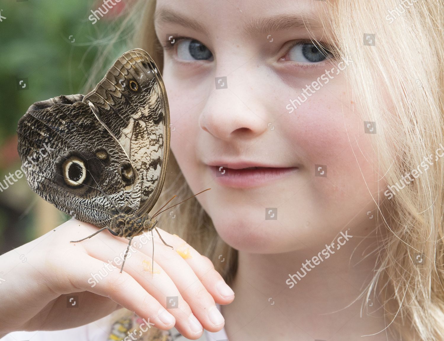 Ava Kennedy 6 Owl Butterfly Editorial Stock Photo - Stock Image ...