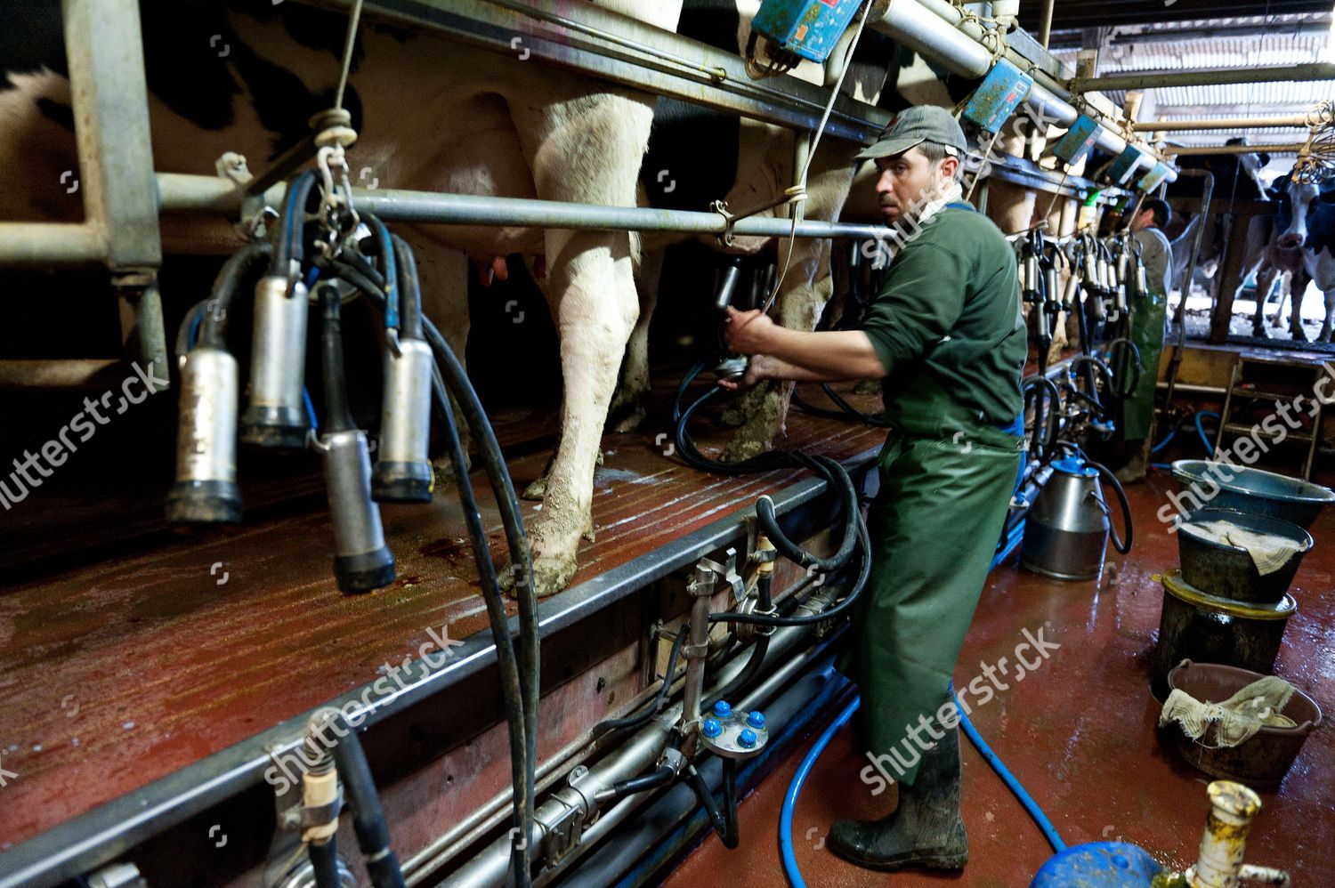 Cows Being Milked By Farmer Dairy Editorial Stock Photo - Stock Image | Shutterstock
