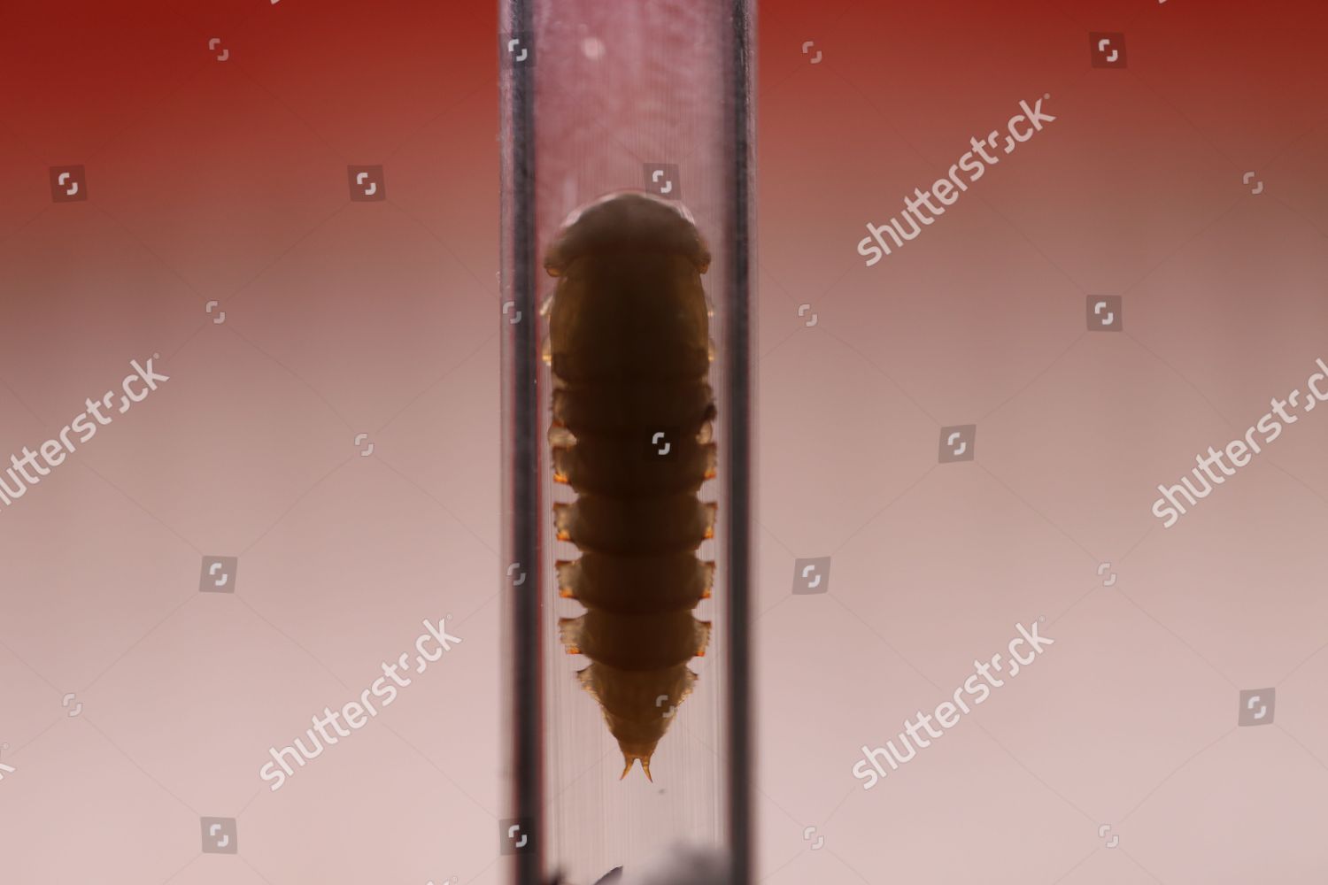 Mealworm Put Into Tube Feed Wasp Editorial Stock Photo - Stock Image ...