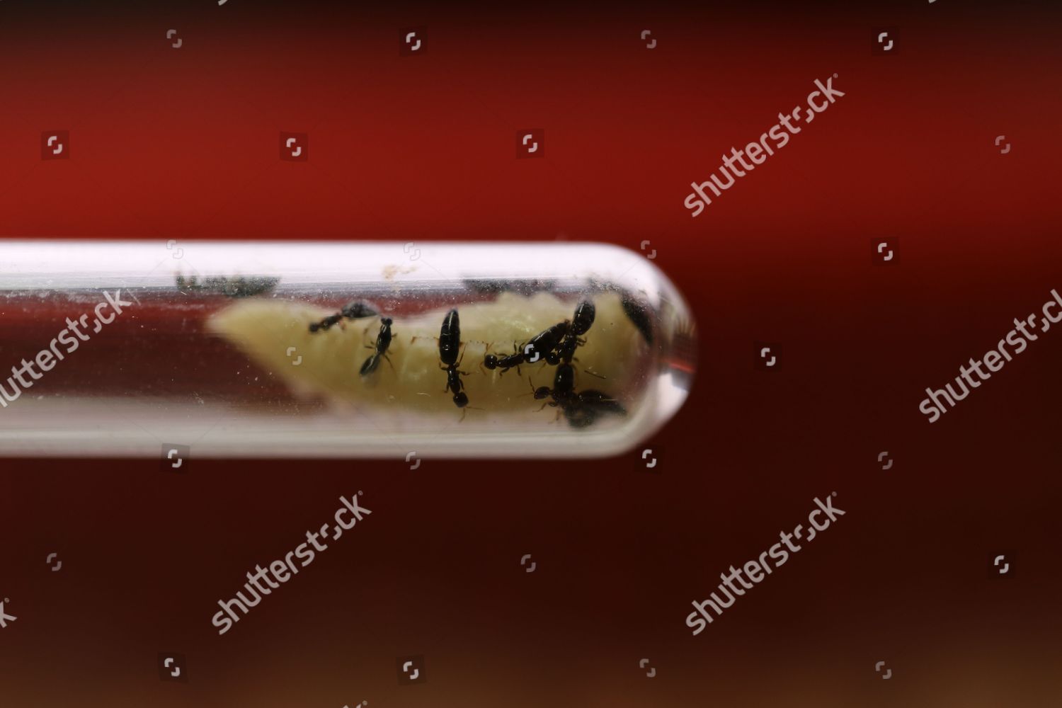 Wasp Larvae Put Into Tube Eat Editorial Stock Photo - Stock Image ...